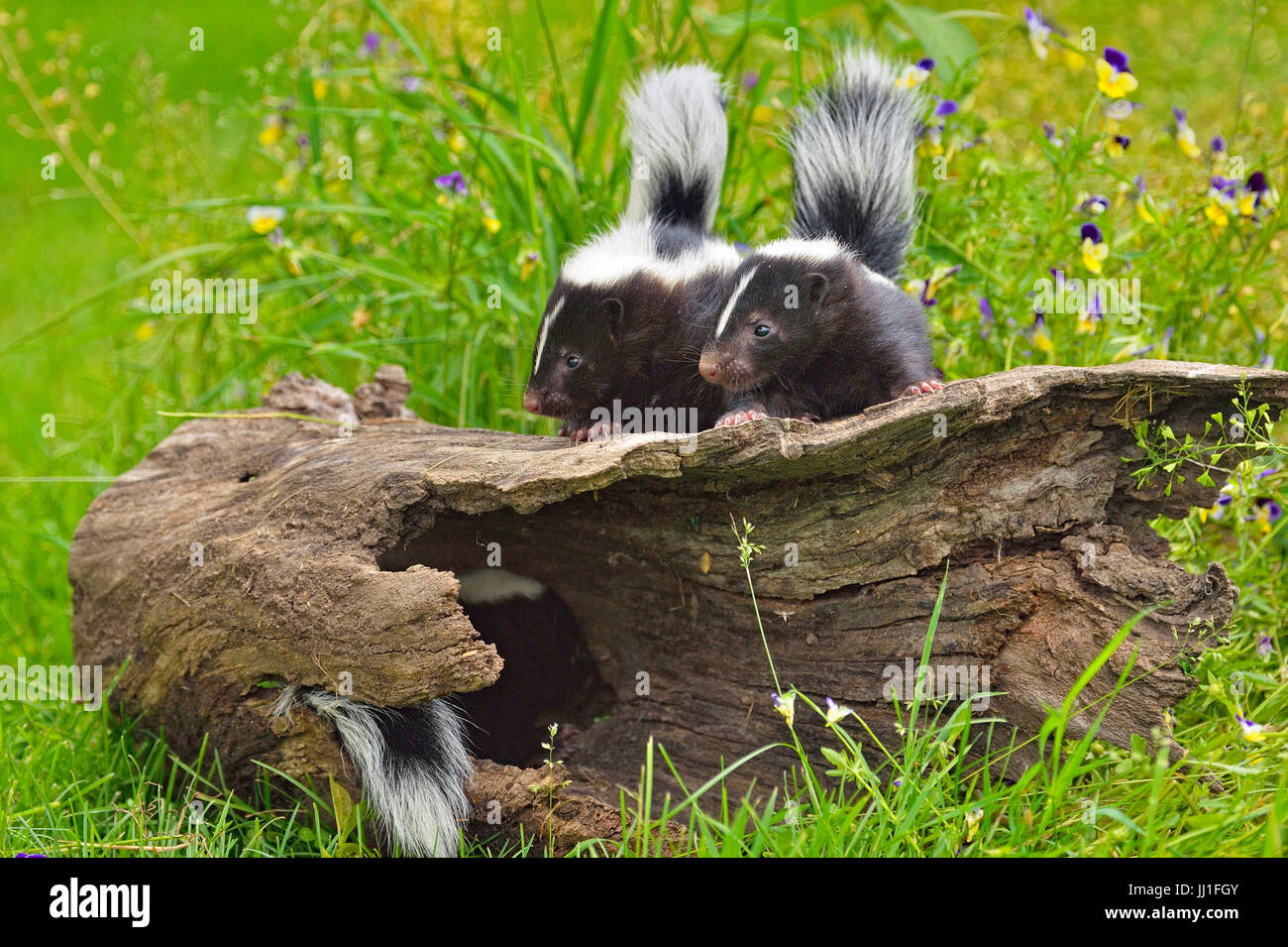 Striped Skunk (Mephitis mephitis) Babies, captive, Minnesota wildlife ...