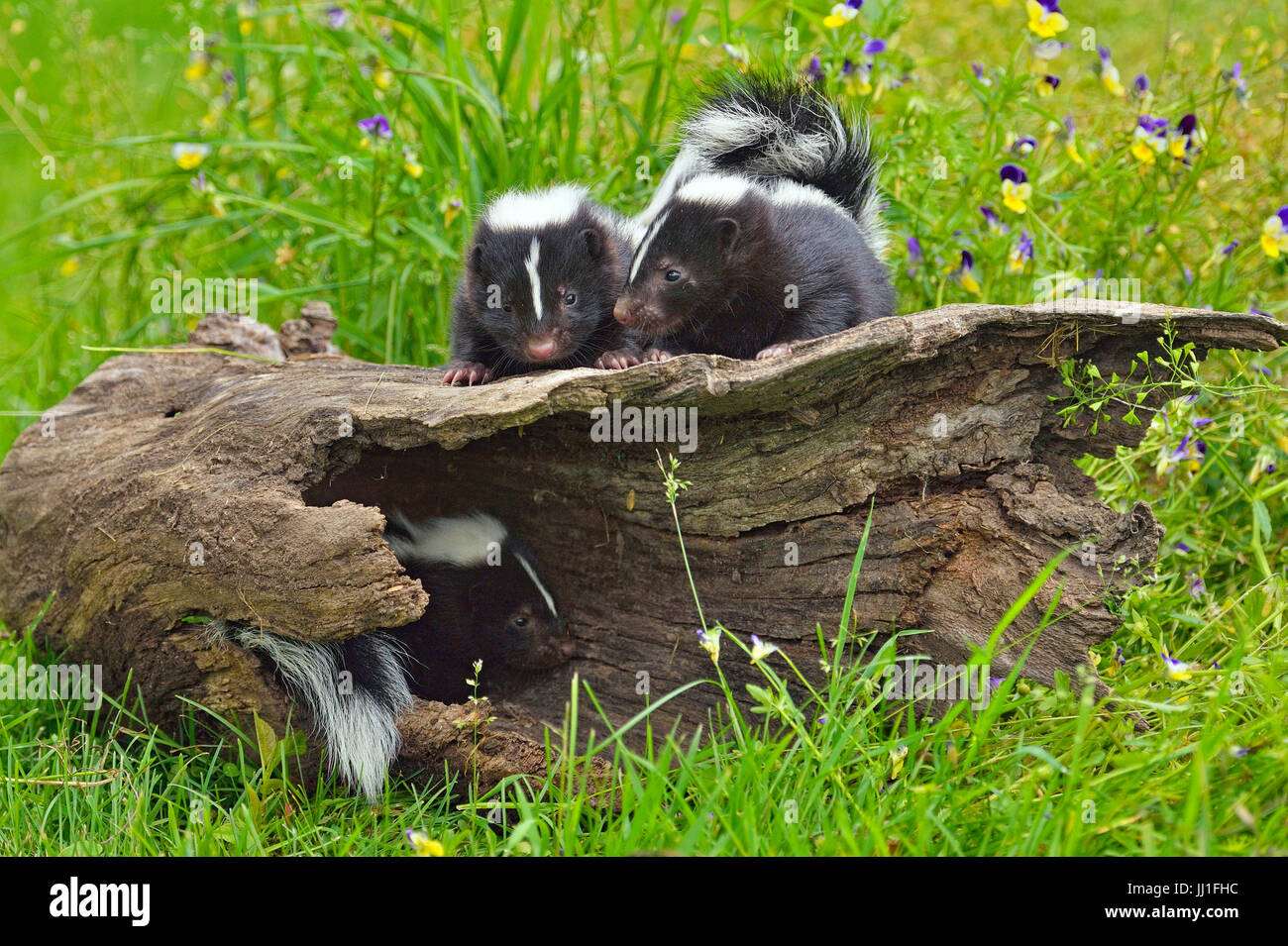Striped Skunk (Mephitis mephitis) Babies, captive, Minnesota wildlife ...