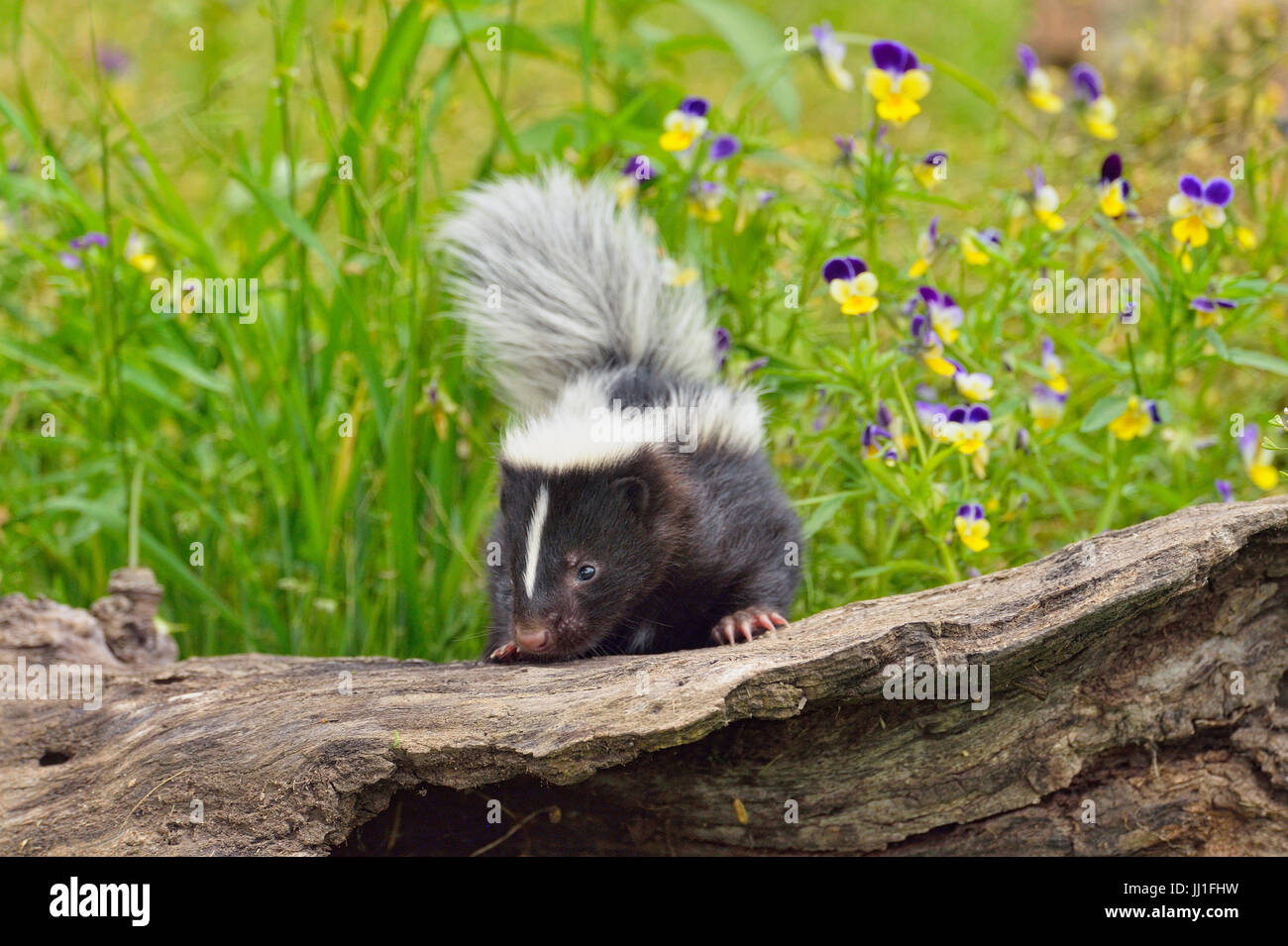 Striped Skunk (Mephitis mephitis) Babies, captive, Minnesota wildlife ...