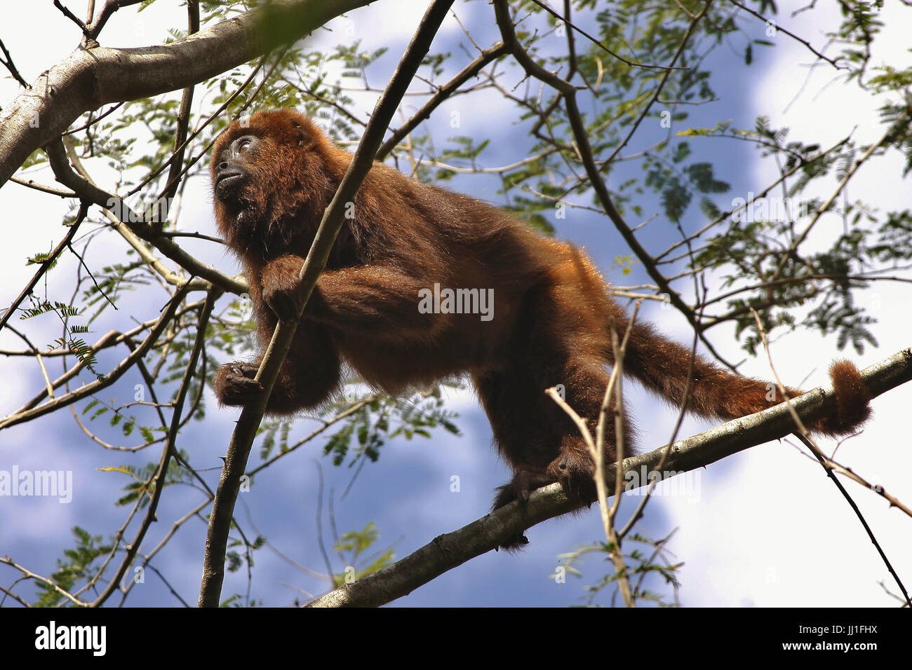 Primate grande hi-res stock photography and images - Alamy
