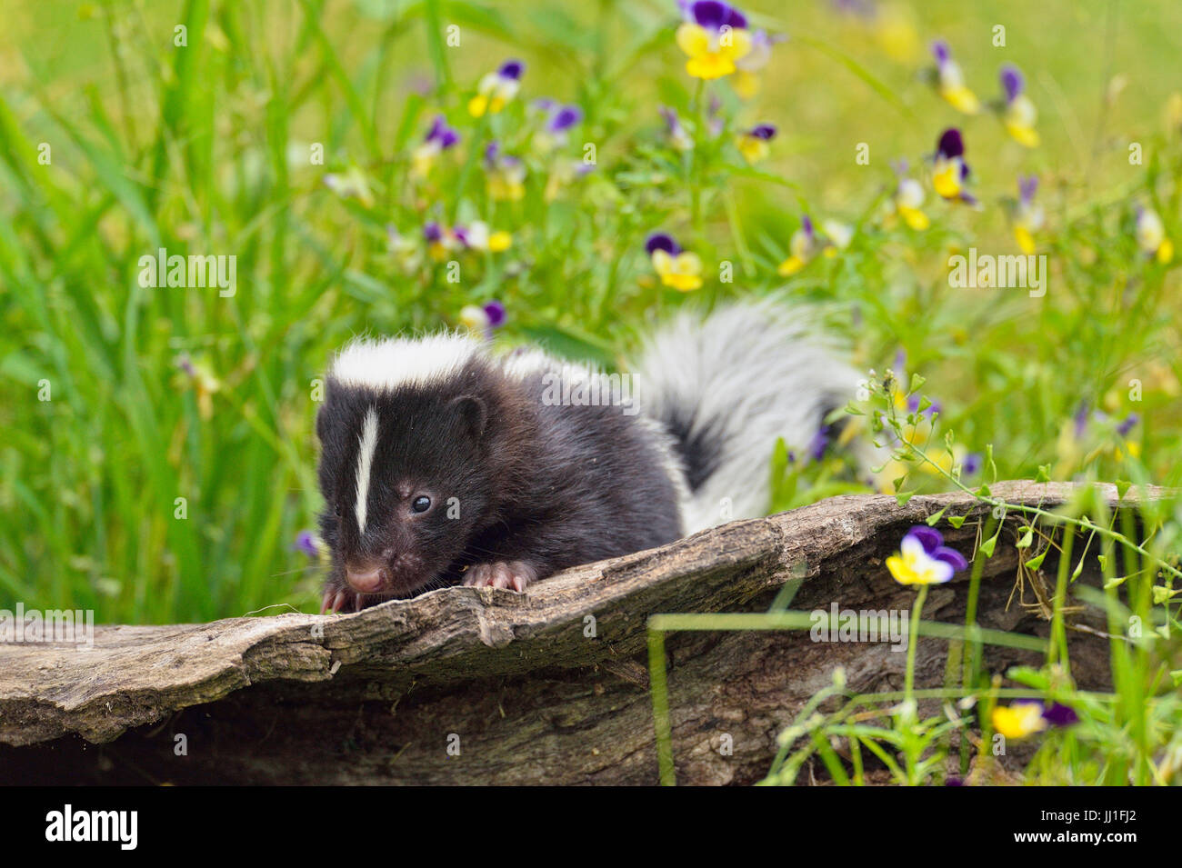 Striped Skunk (Mephitis mephitis) Babies, captive, Minnesota wildlife ...