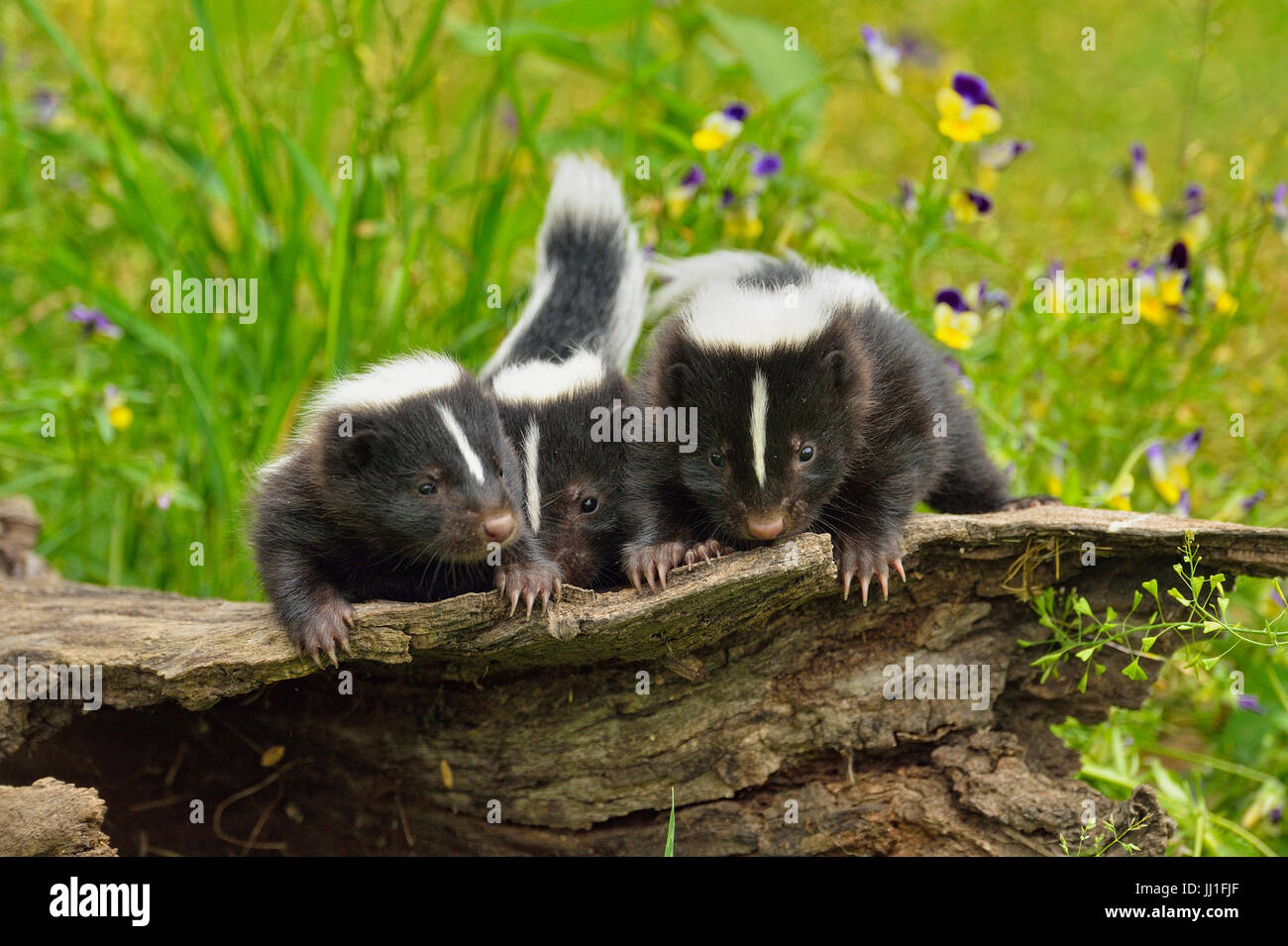 Striped Skunk (Mephitis mephitis) Babies, captive, Minnesota wildlife ...