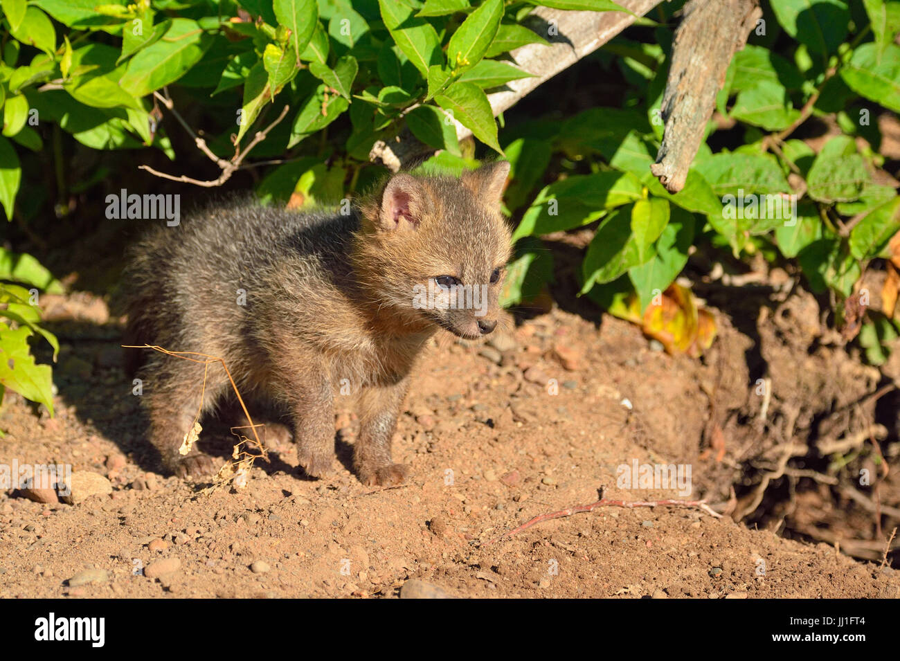 North american gray fox hi-res stock photography and images - Alamy