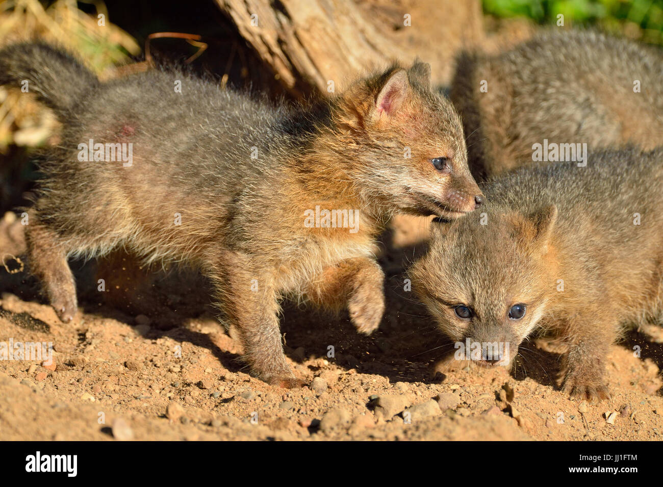 North american gray fox hi-res stock photography and images - Alamy