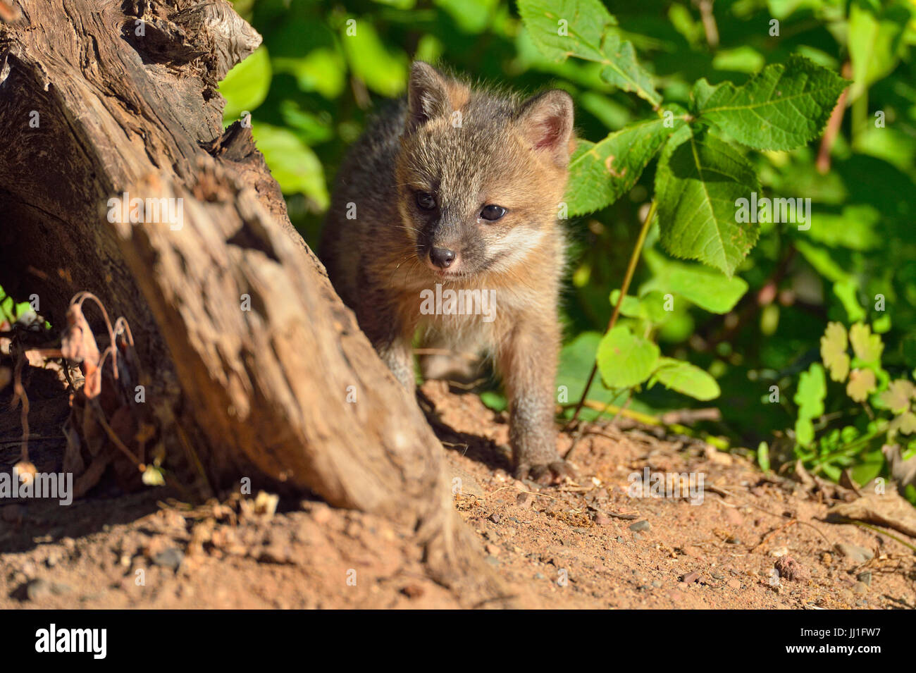 North american gray fox hi-res stock photography and images - Alamy