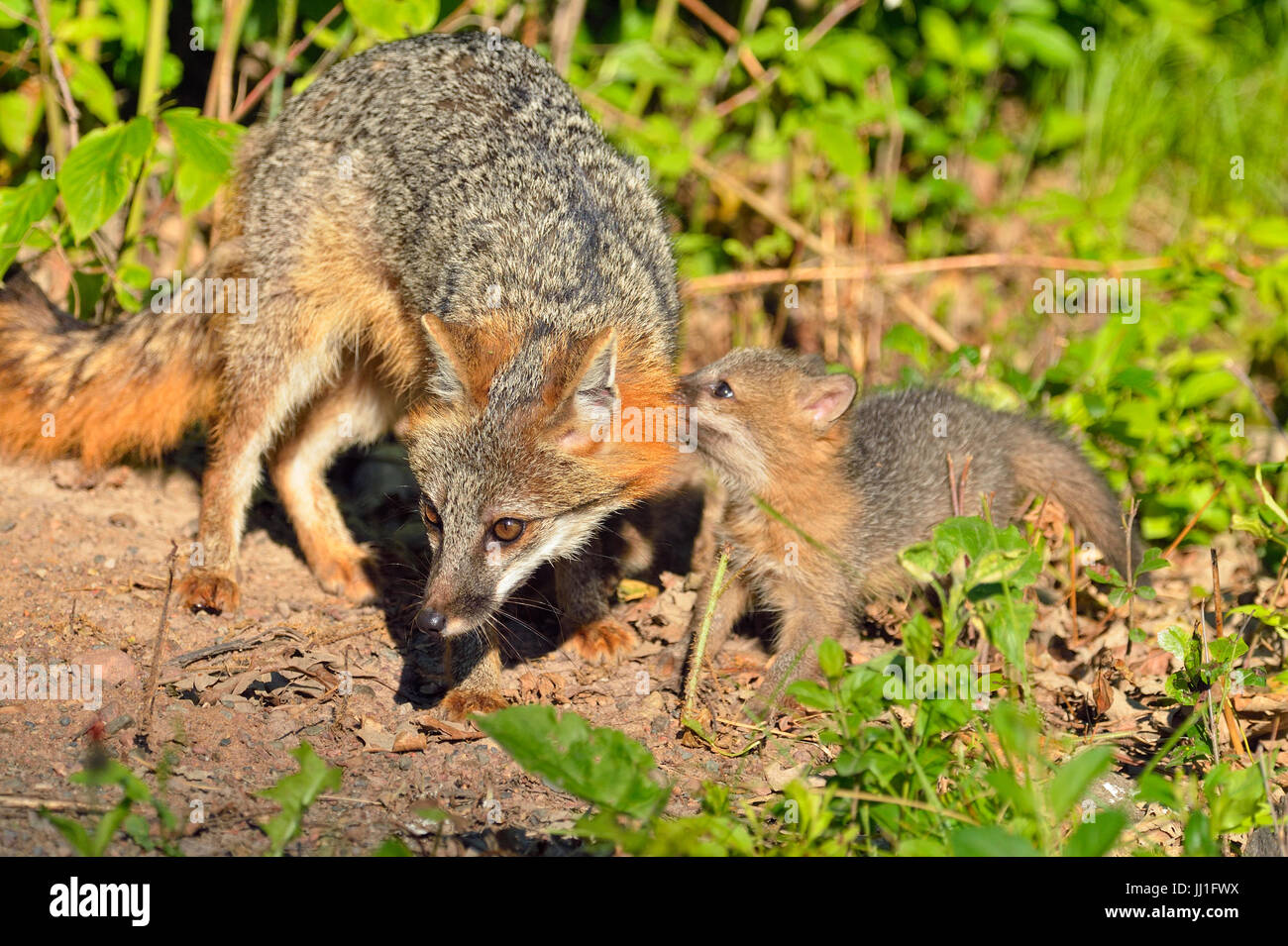 Grey Fox - (Urocyon cinereoargenteus) Mother interacting with kit ...