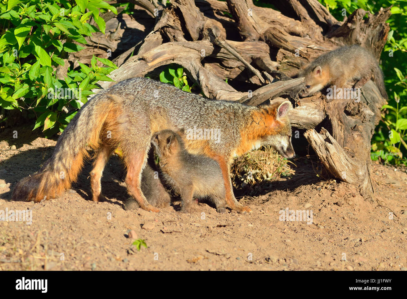 Grey Fox - (Urocyon cinereoargenteus) Mother interacting with kit ...