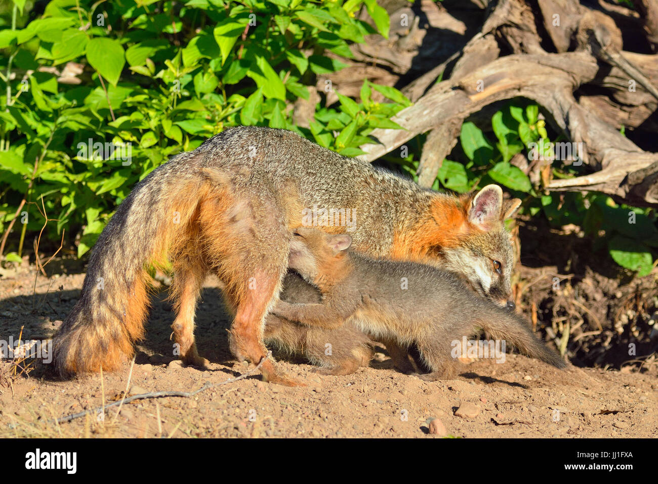 Grey Fox - (Urocyon cinereoargenteus) Mother interacting with kit ...