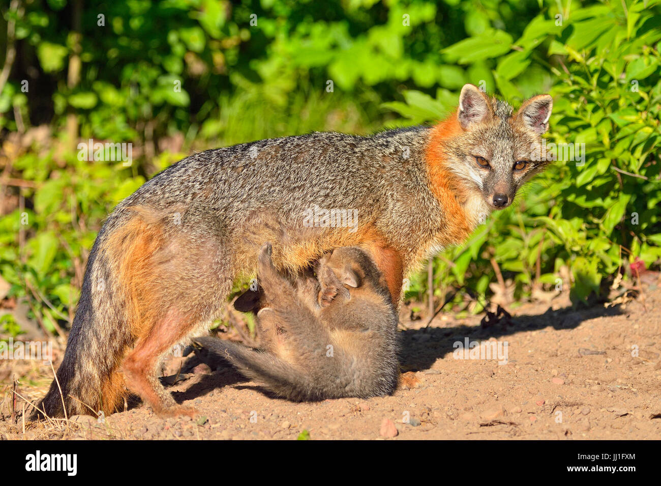 Urocyon Cinereoargenteus Pups
