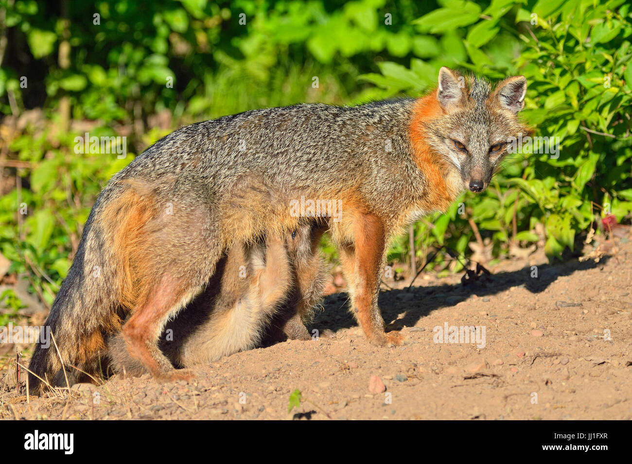 Grey Fox - (Urocyon cinereoargenteus) Mother interacting with kit ...
