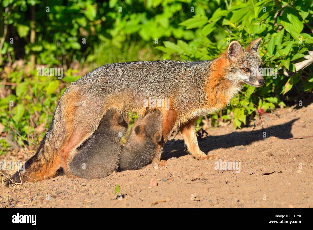 Grey Fox - (Urocyon cinereoargenteus) Mother interacting with kit ...