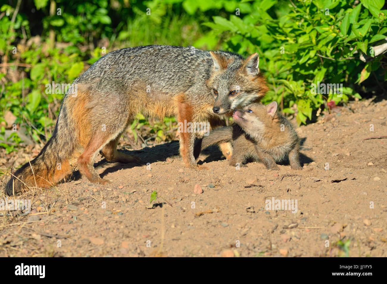 Grey Fox - (Urocyon cinereoargenteus) Mother interacting with kit ...