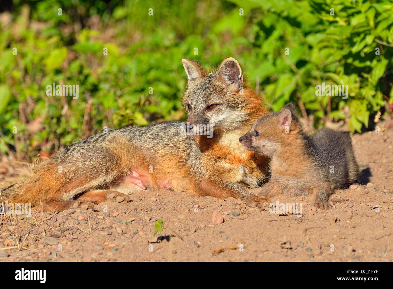 Grey Fox - (Urocyon cinereoargenteus) Mother interacting with kit ...