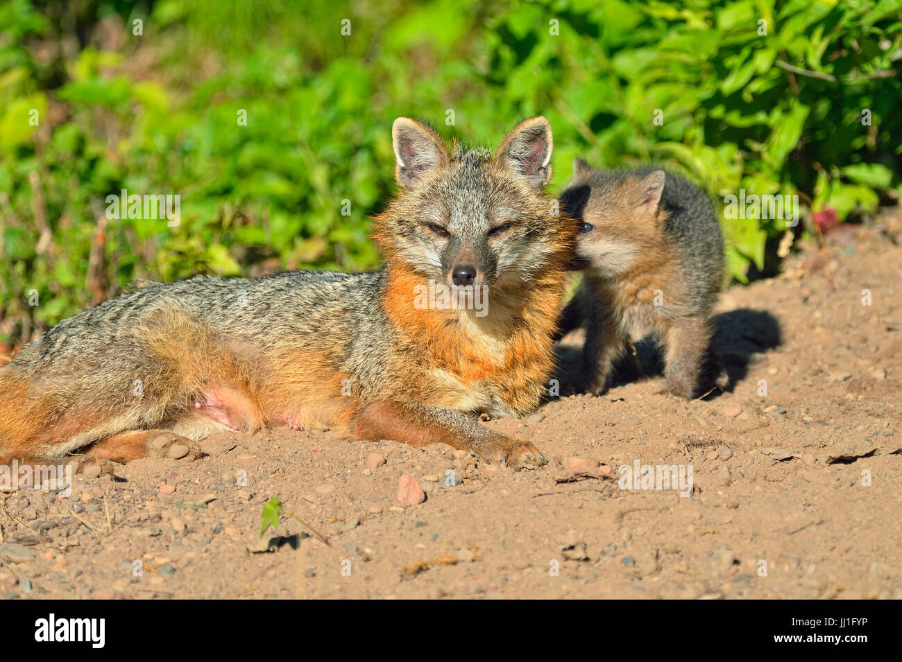 Grey Fox - (Urocyon cinereoargenteus) Mother interacting with kit ...