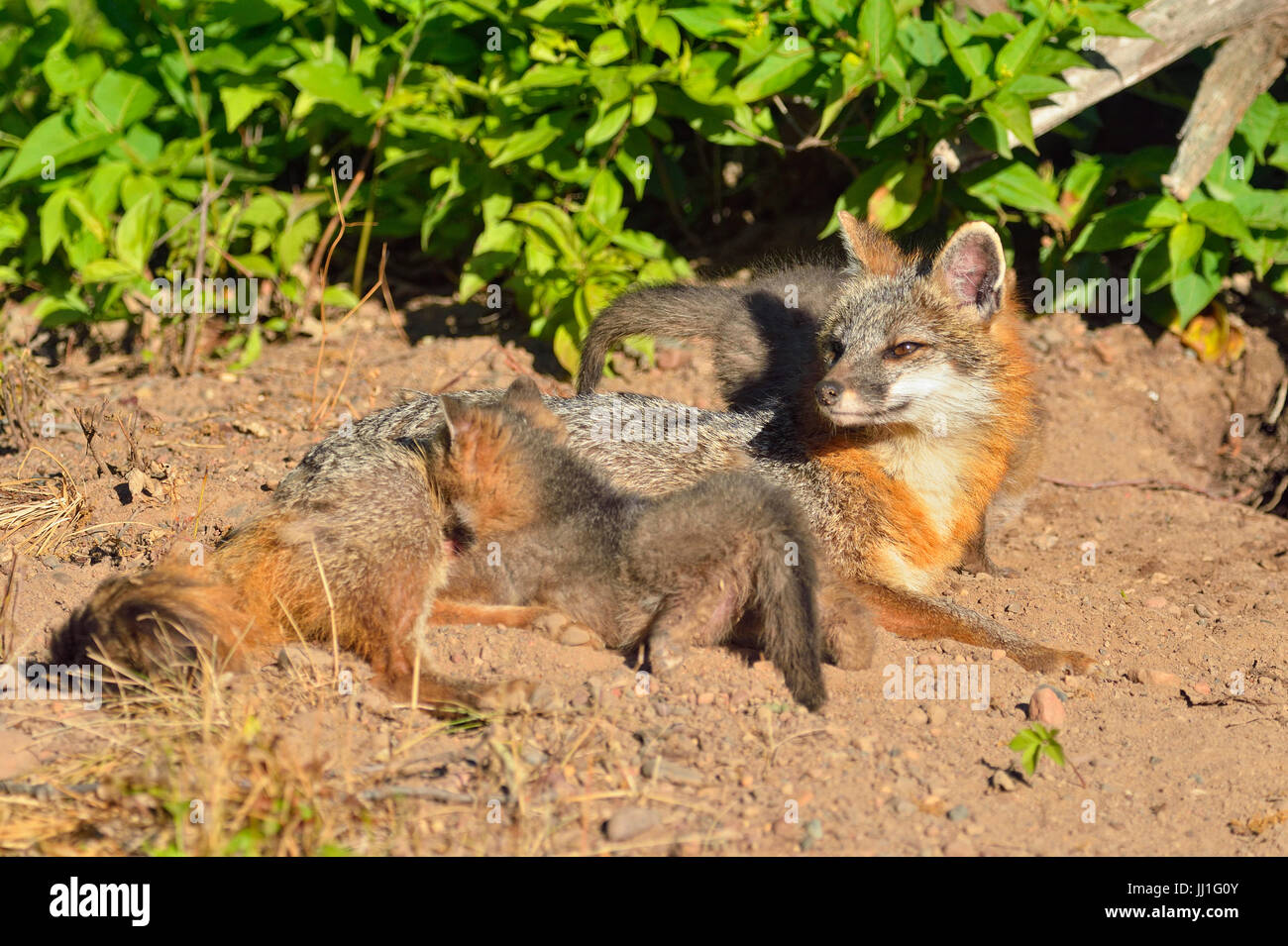 Grey Fox - (Urocyon cinereoargenteus) Mother nursing kits, captive ...
