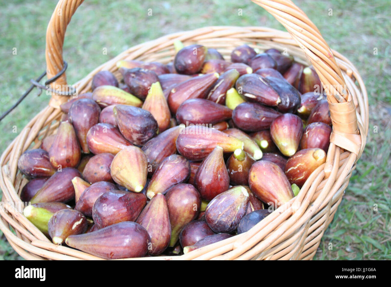 Fruit, figs, Gramado, Rio Grande do Sul, Brazil Stock Photo - Alamy