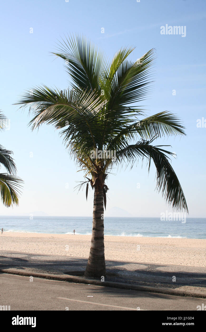 Palm tree, beach, Rio de Janeiro, Brazil Stock Photo - Alamy