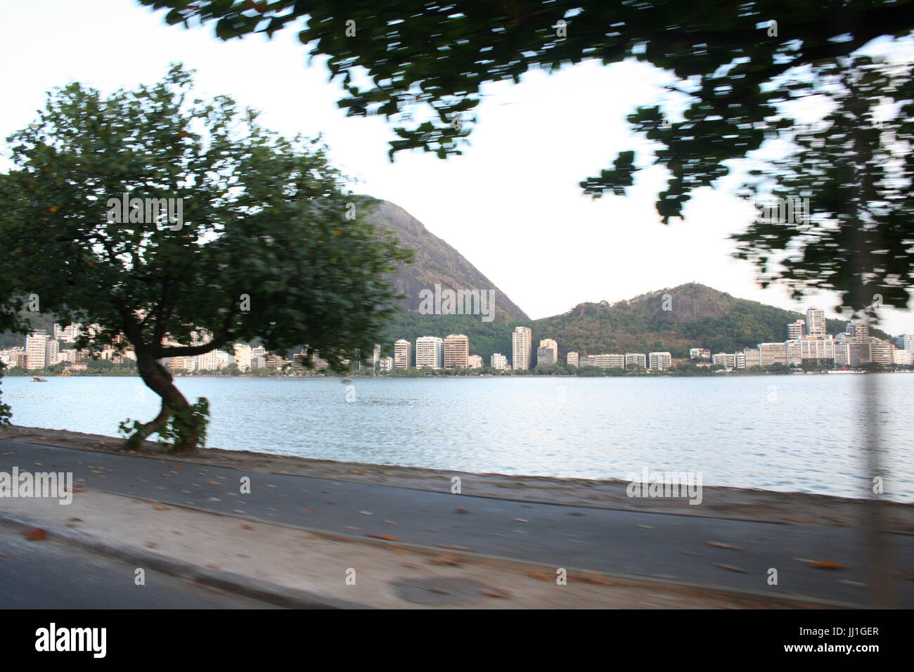 Tree in sidewalk, Rio de Janeiro, Brazil Stock Photo - Alamy