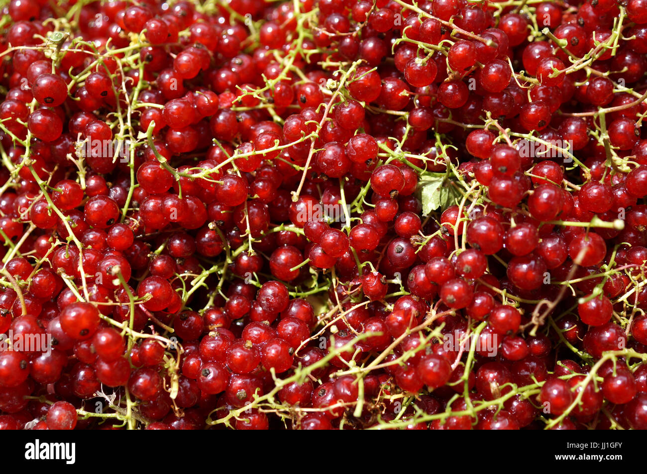 Shiny pile of ripe redcurrant berries in the sunlight Stock Photo - Alamy