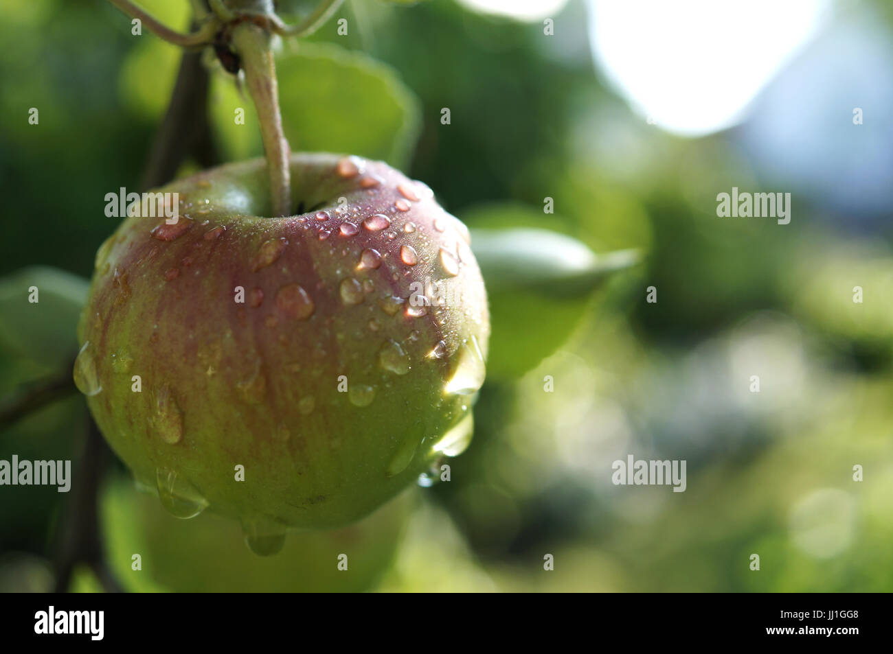 Sun shining on apple hi-res stock photography and images - Alamy