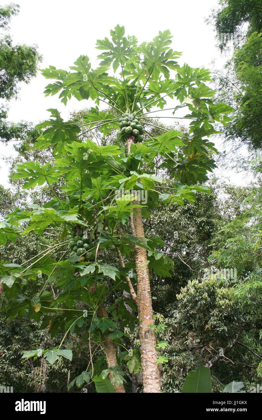 papaya tree, Paraty, Rio de Janeiro, Brazil Stock Photo - Alamy