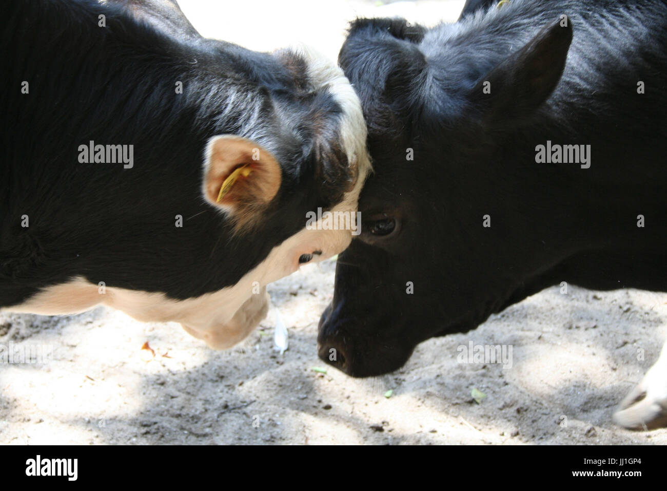cow, Agua Branca park, São Paulo, Brazil Stock Photo - Alamy