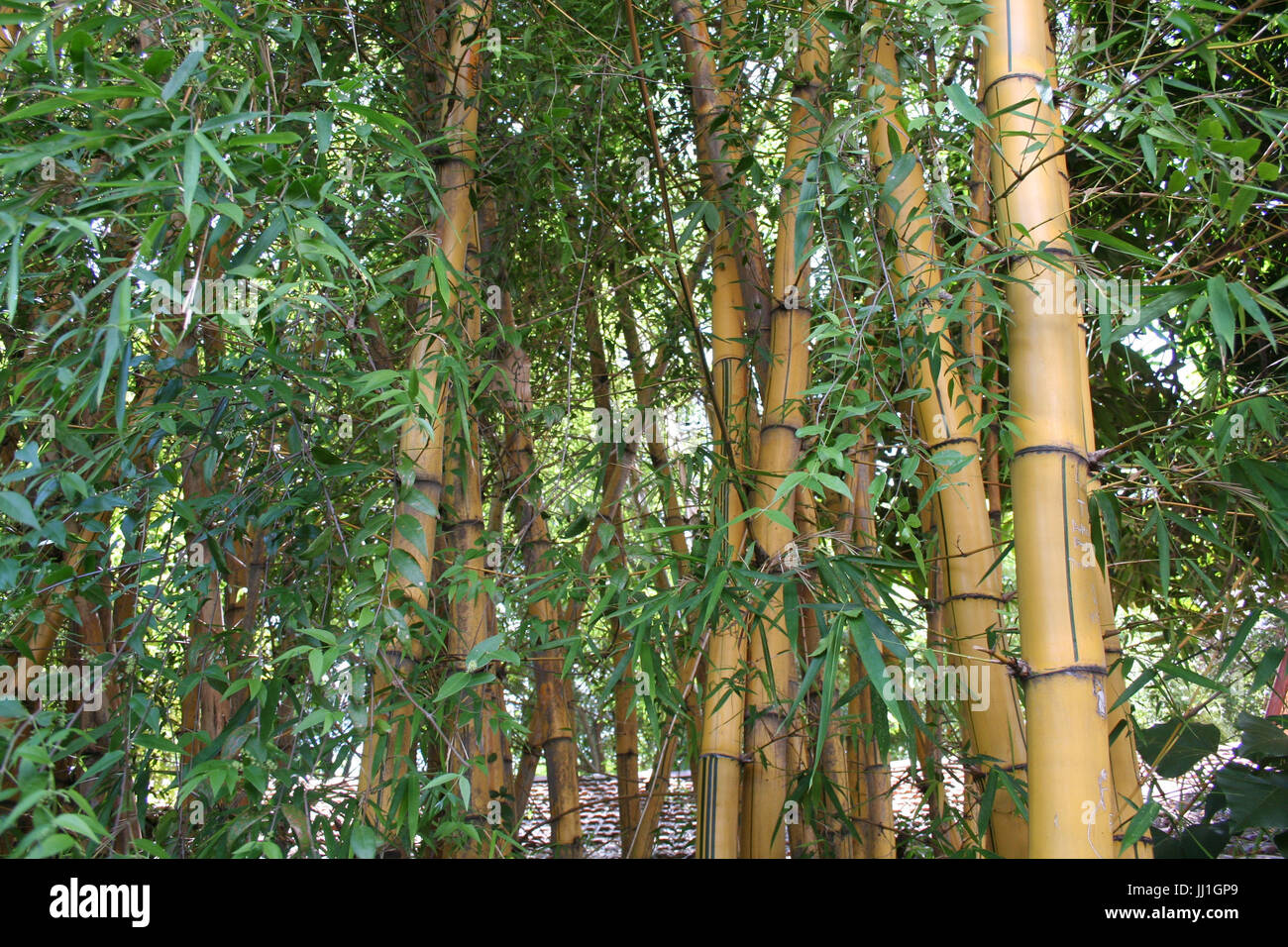 bamboo tree, Agua Branca park, São Paulo, Brazil Stock Photo - Alamy