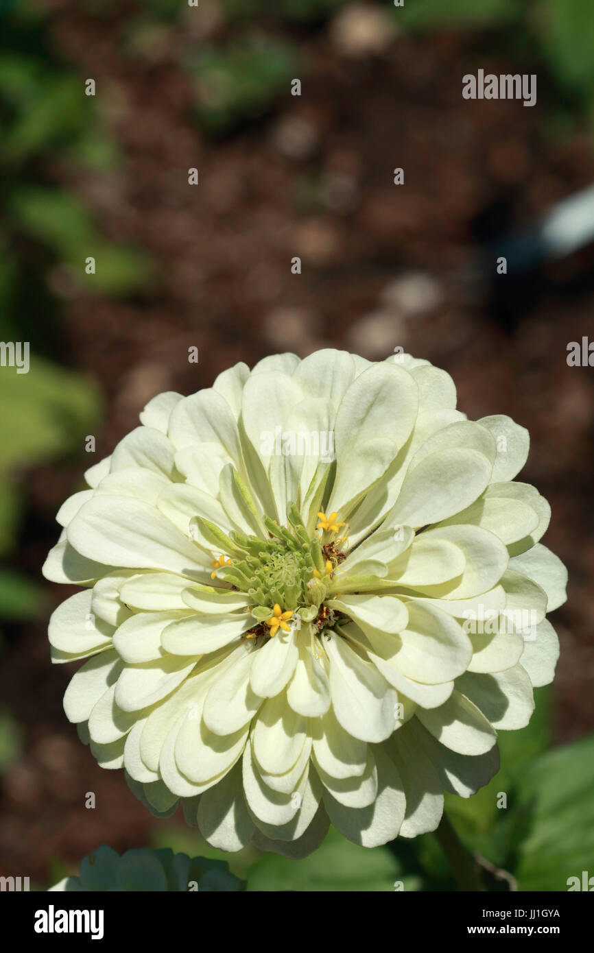 White Dahlia Plant Leaves High Resolution Stock Photography and Images ...
