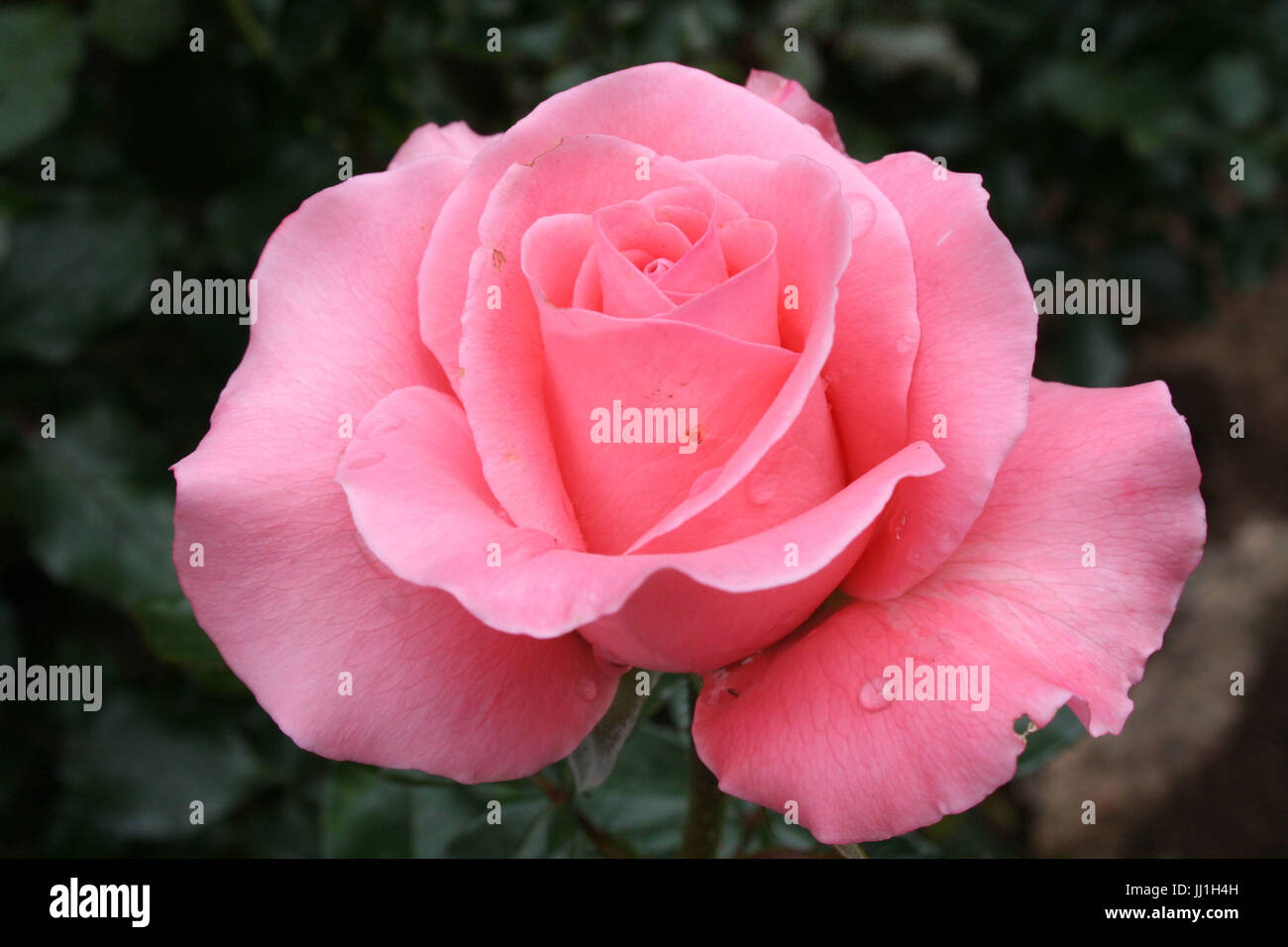 rose, São Paulo, Brazil Stock Photo - Alamy