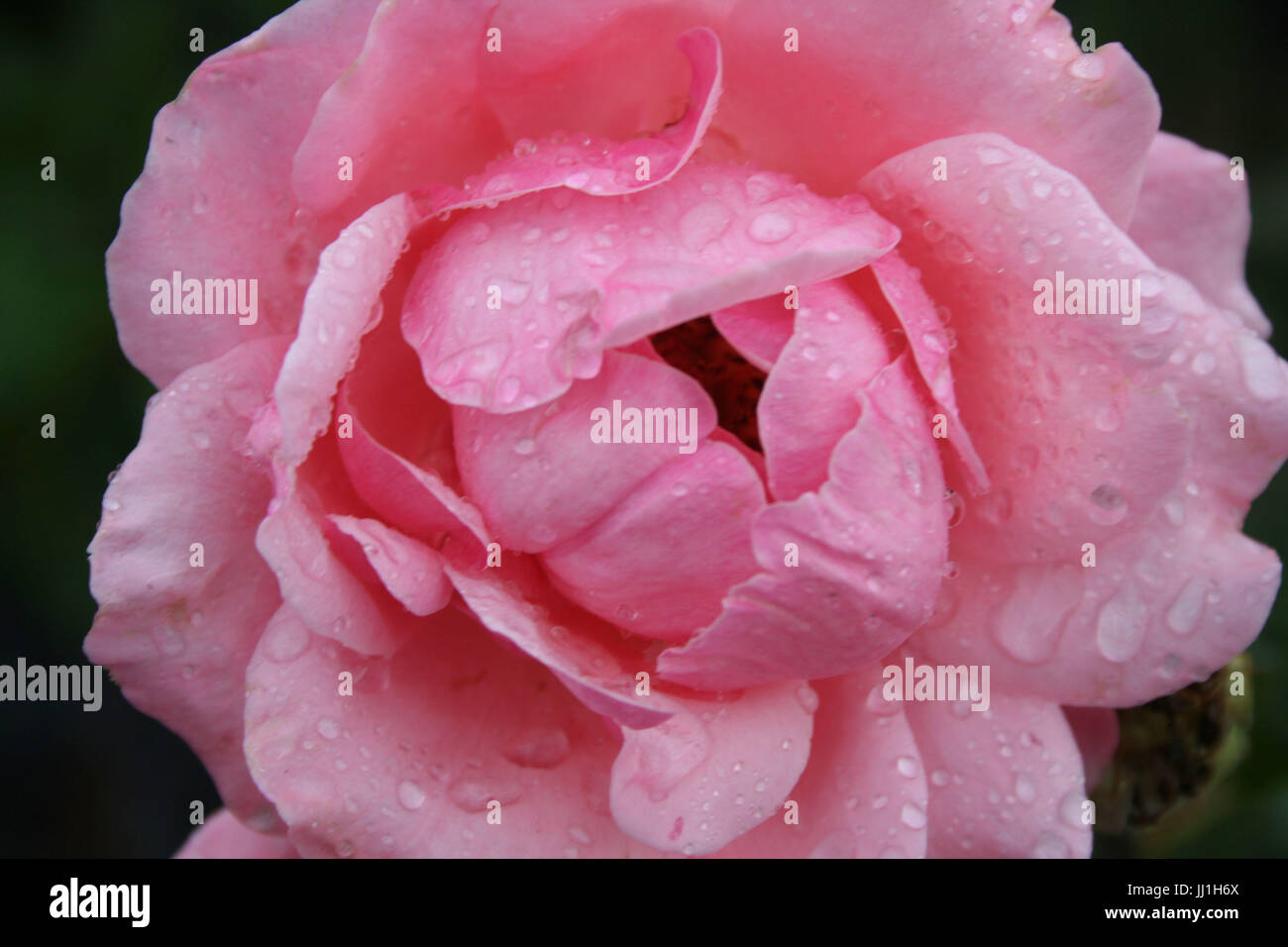 Pink rose, São Paulo, Brazil Stock Photo - Alamy