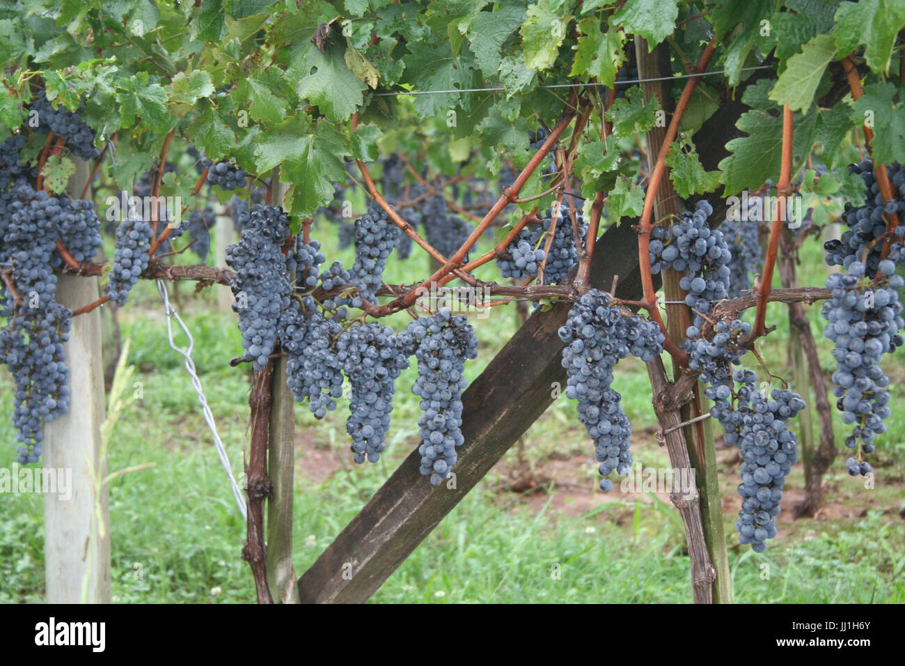 Rio grande vineyards hi-res stock photography and images - Alamy