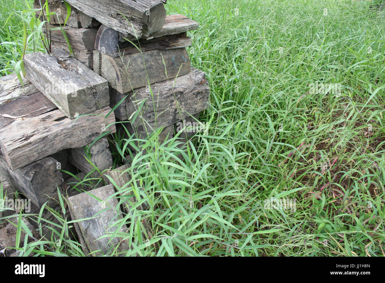 cut tree in the gram, Angra dos Reis, Rio de Janeiro, Brazil Stock ...