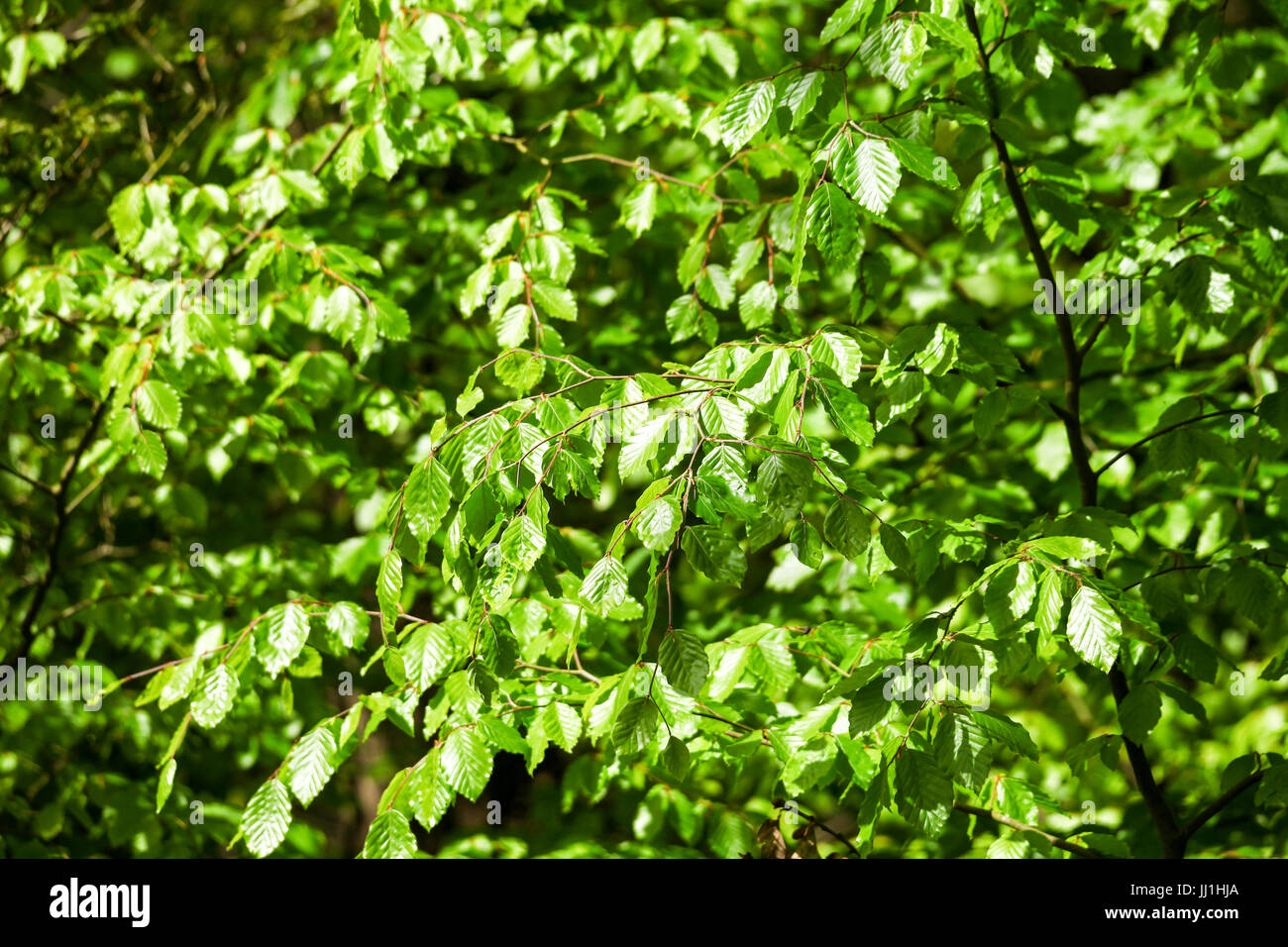 Young common Beech tree (Fagus sylvatica) leaves in spring Stock Photo ...