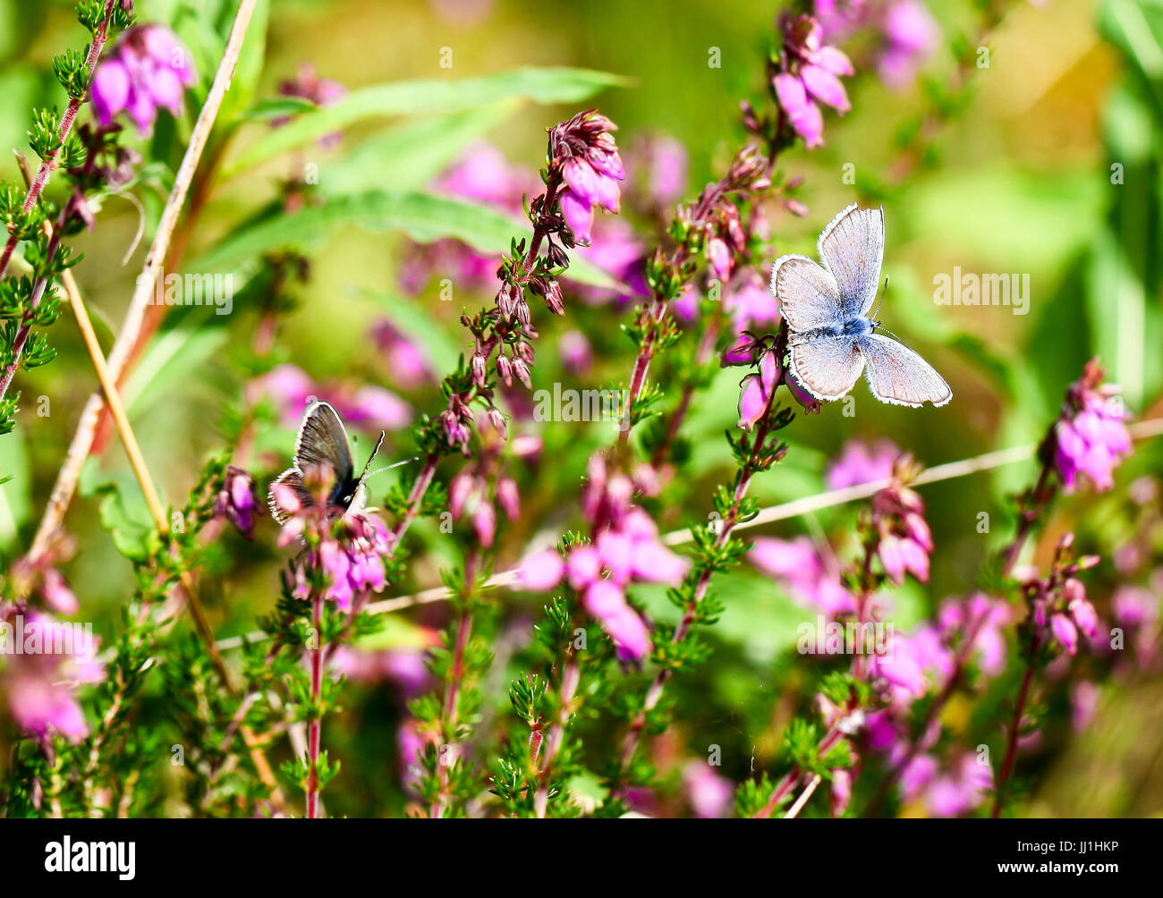 Silver-studded blue butterfly (Plebejus argus), Prees Heath Common ...