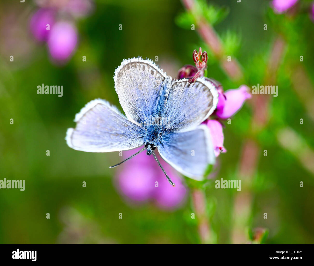 Silver-studded blue butterfly (Plebejus argus), Prees Heath Common ...