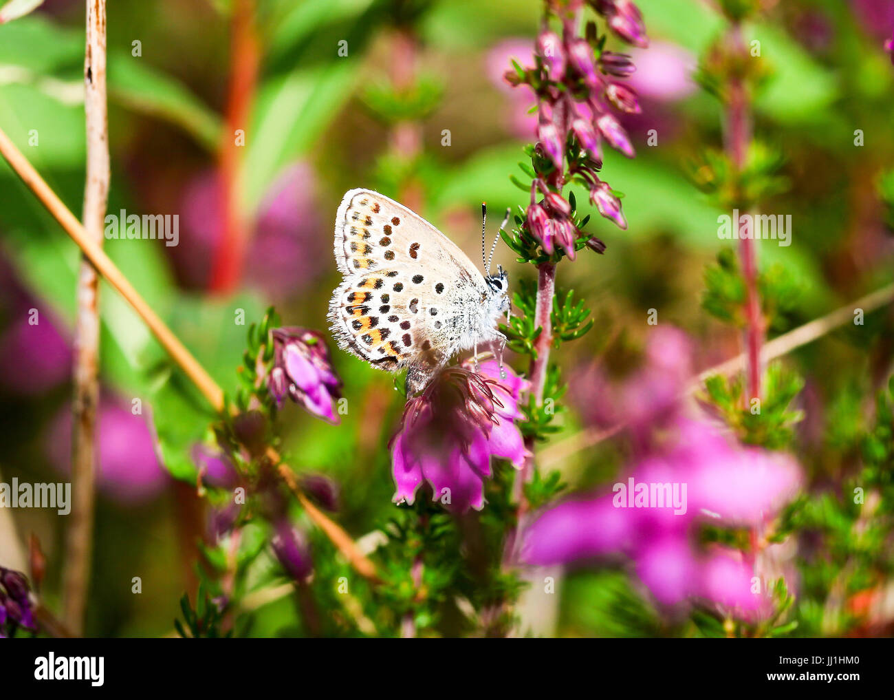Silver-studded blue butterfly (Plebejus argus), Prees Heath Common ...