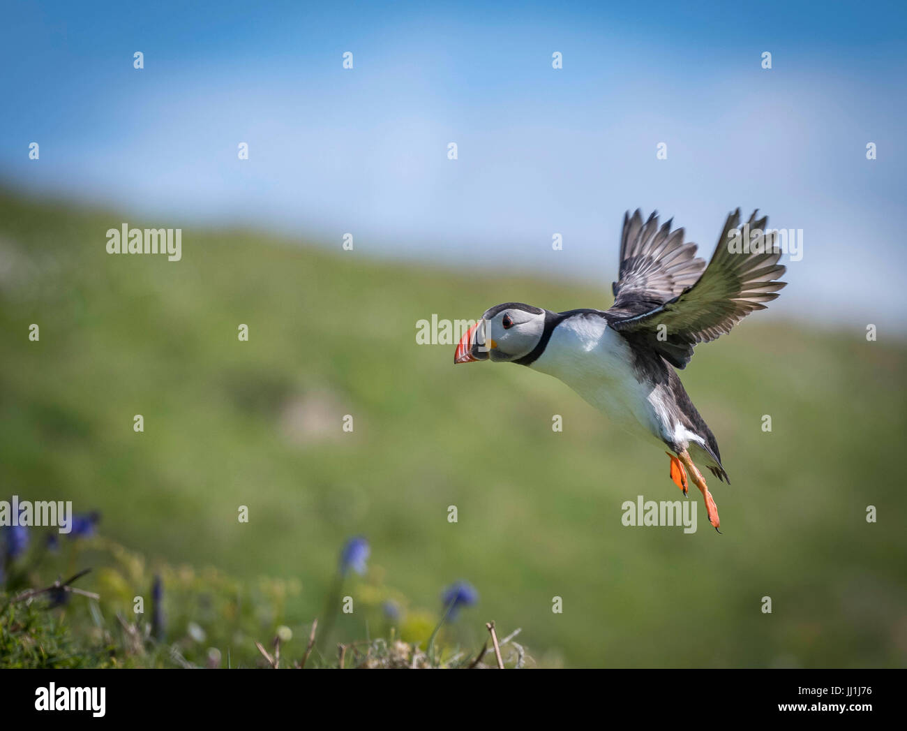 Puffin coming into land on Skomer Island Nature Reserve in ...