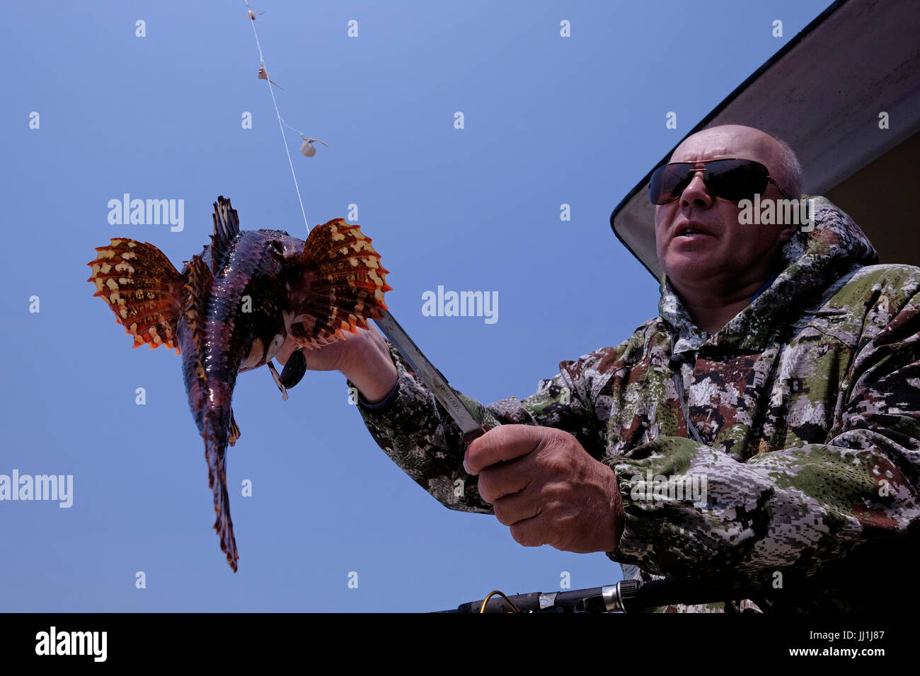 A Russian angler fisherman is reeling in his catch of Sculpin fish that ...