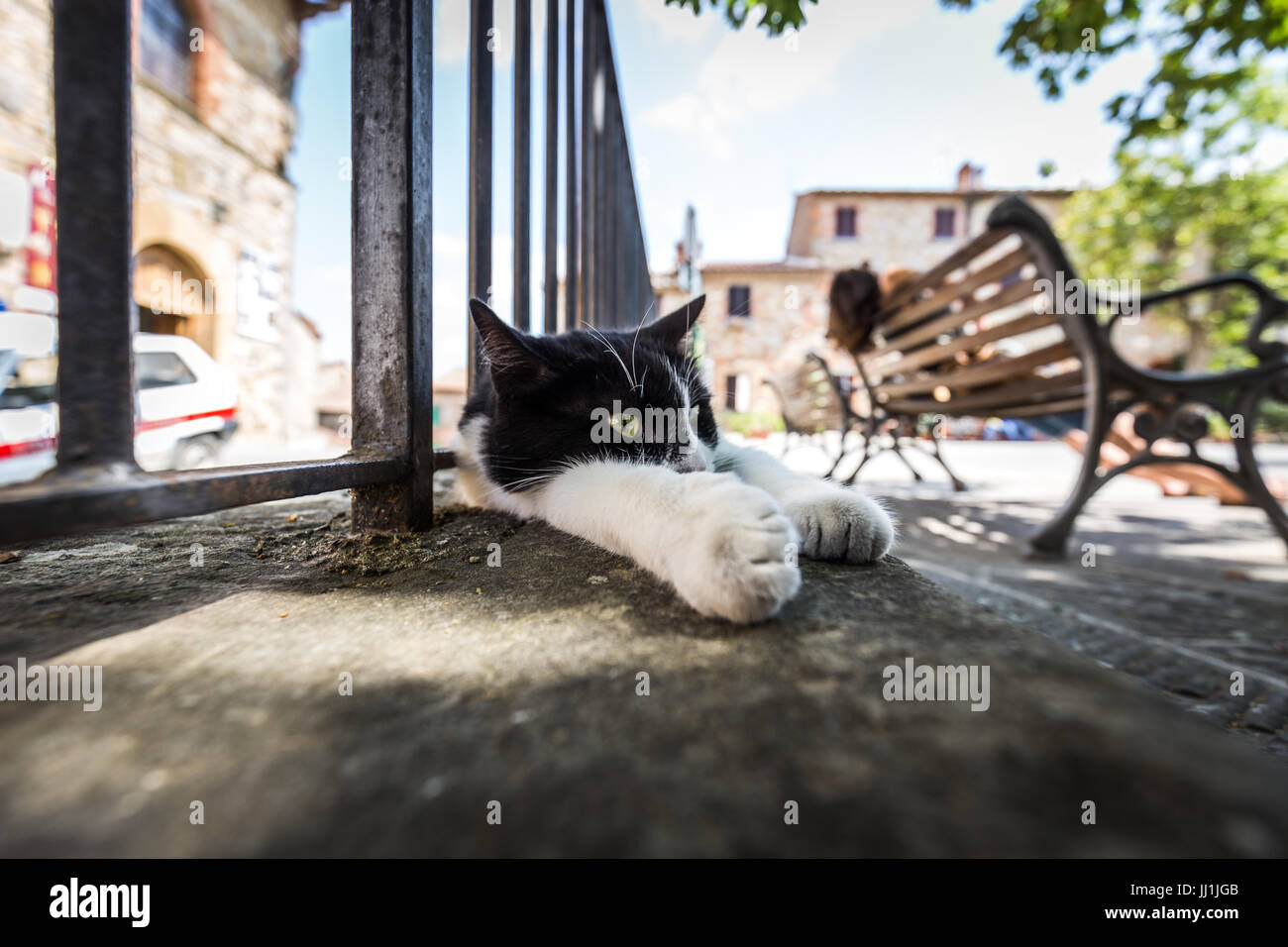 Cute cat relaxing Stock Photo - Alamy