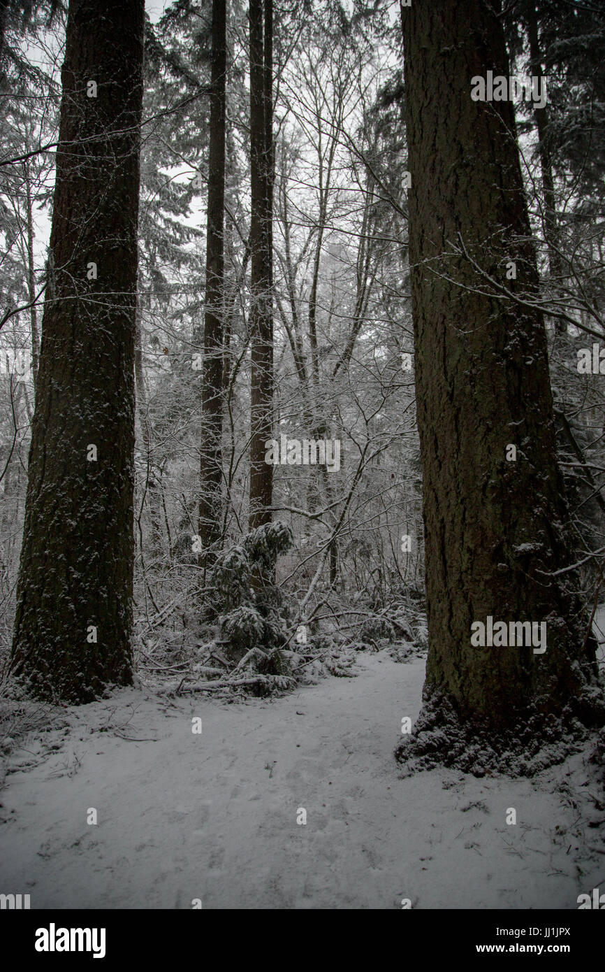Tall Trees in Winter Stock Photo - Alamy