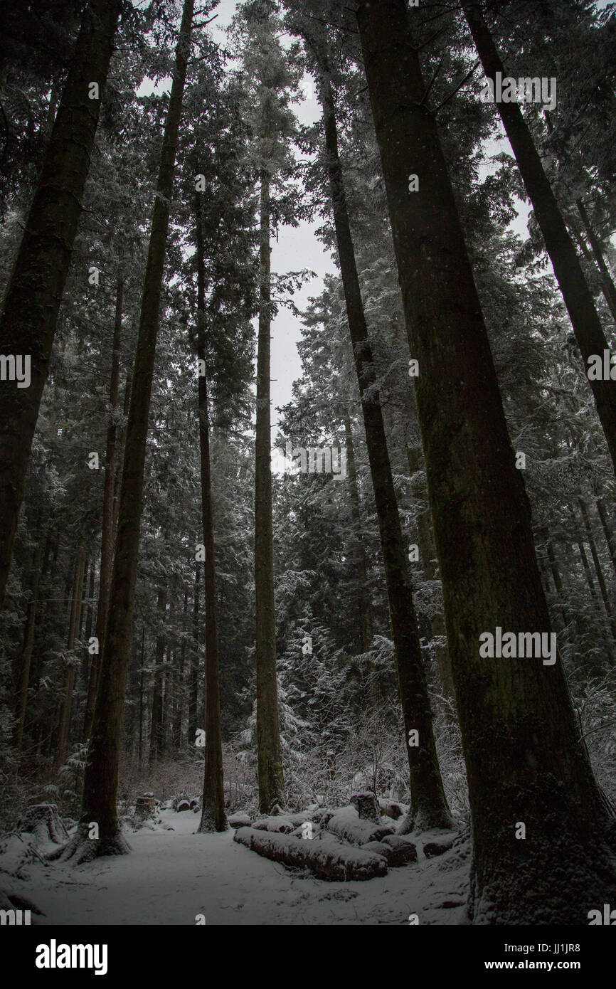 Tall Trees in Winter Stock Photo - Alamy