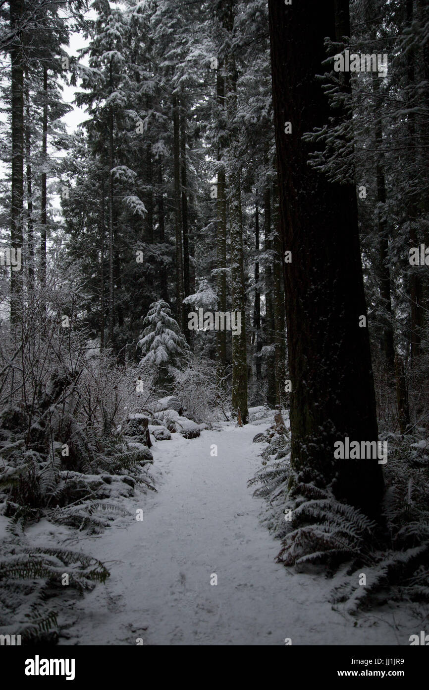 Tall Trees in Winter Stock Photo - Alamy