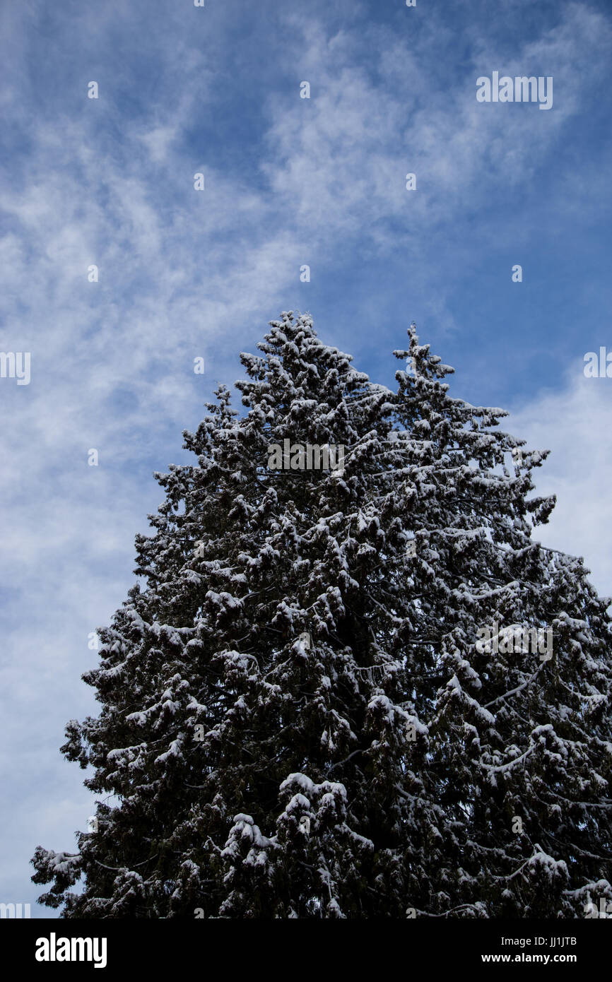 Tree with blue skies hi-res stock photography and images - Alamy