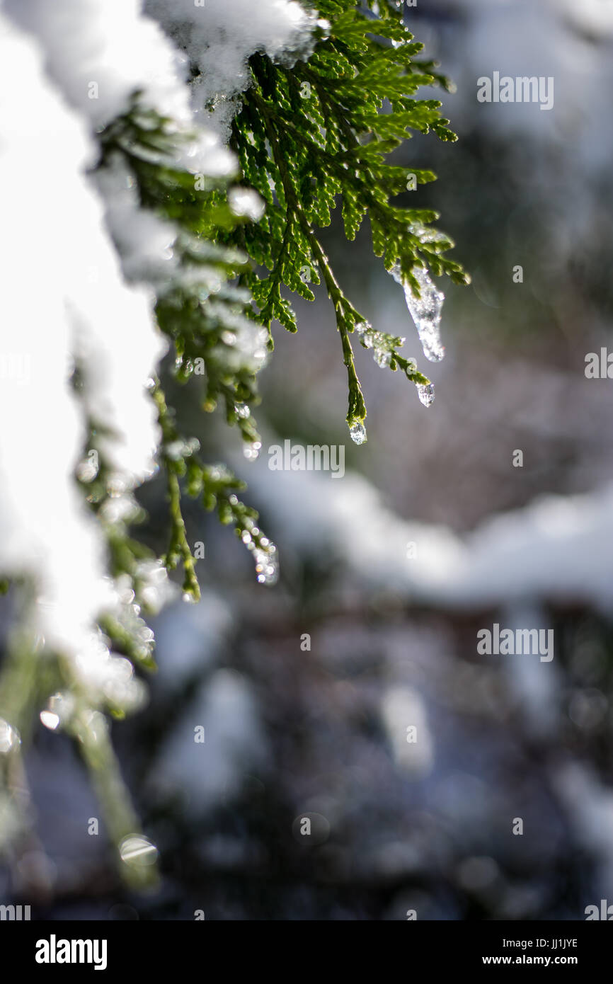 Breaking into leaf hi-res stock photography and images - Alamy