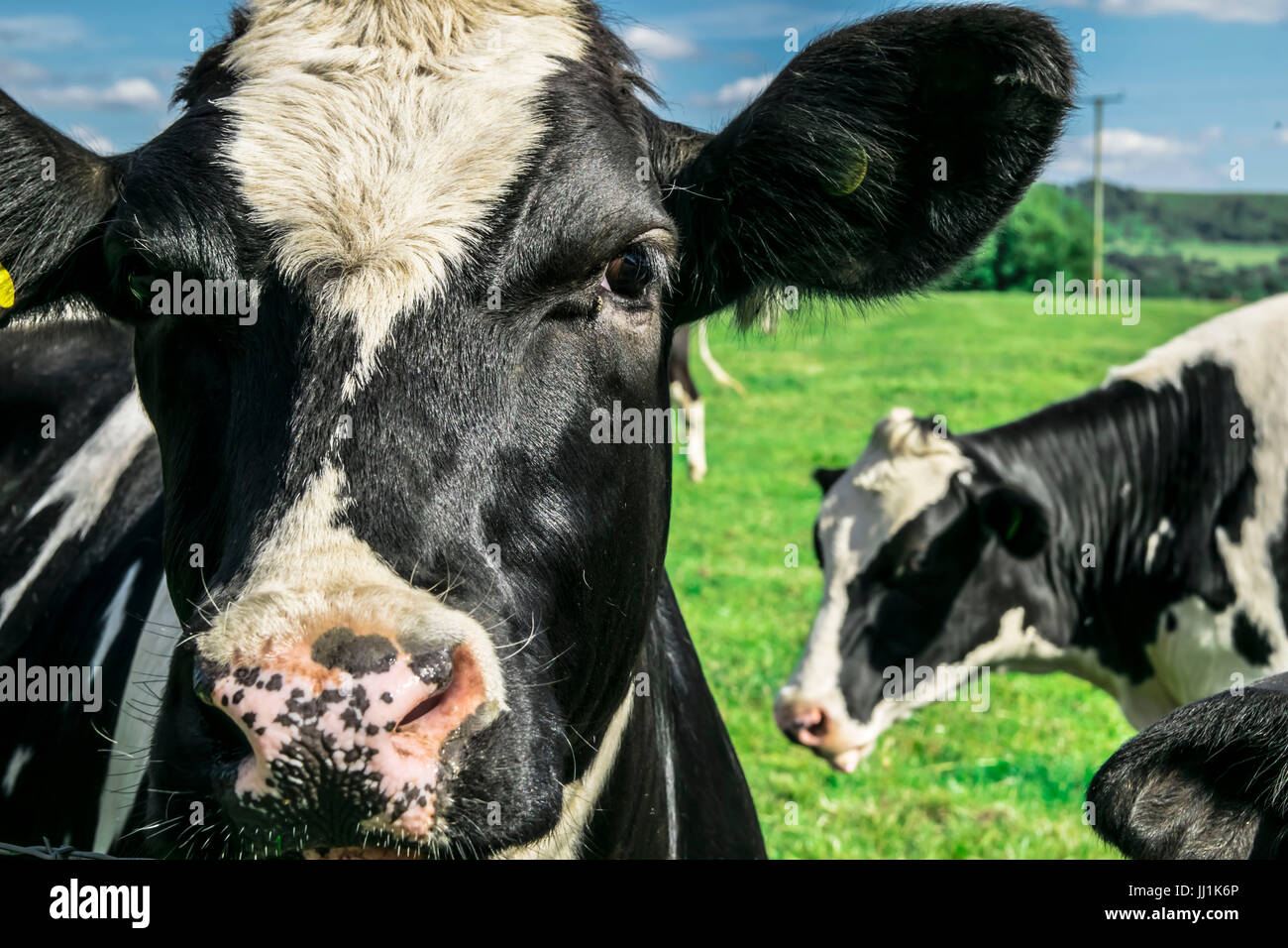 Close up portrait of cow Stock Photo - Alamy