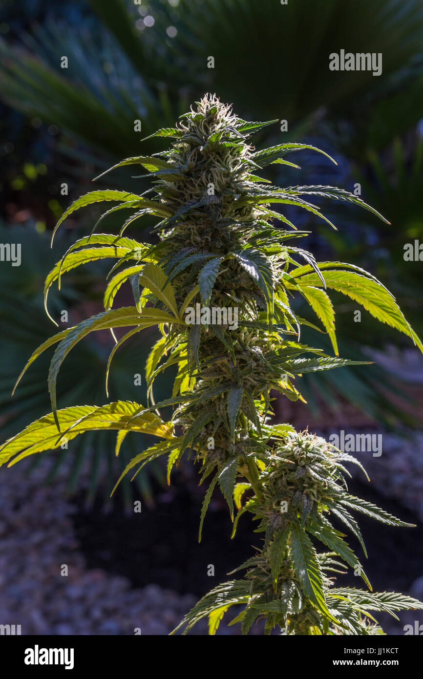 cannabis sativa, C sativa, sativa, cannabis plant, marijuana plant ... cannabis sativa, C sativa, sativa, cannabis plant, marijuana plant ...