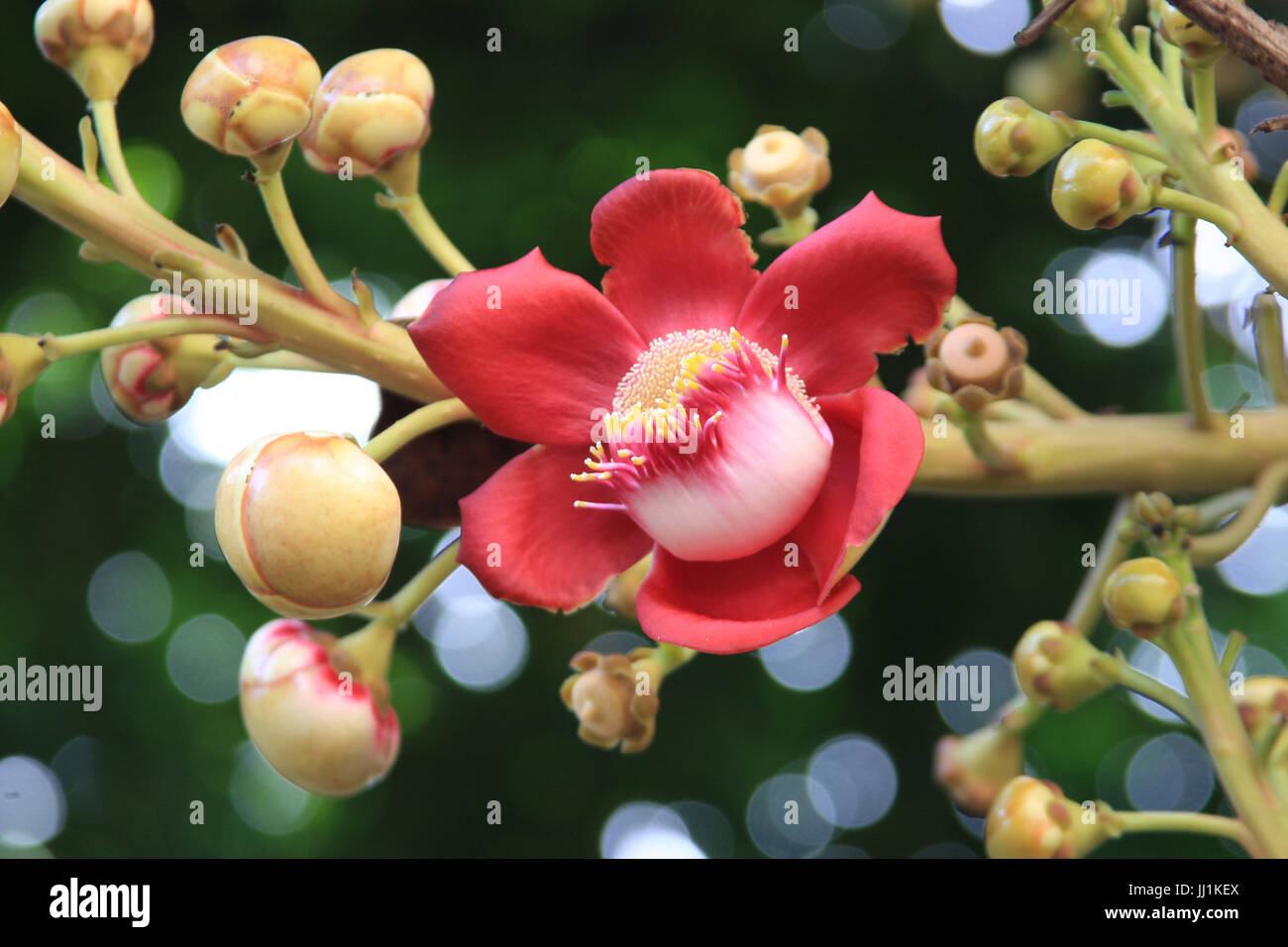Flowers, Rio de Janeiro, Brazil Stock Photo - Alamy