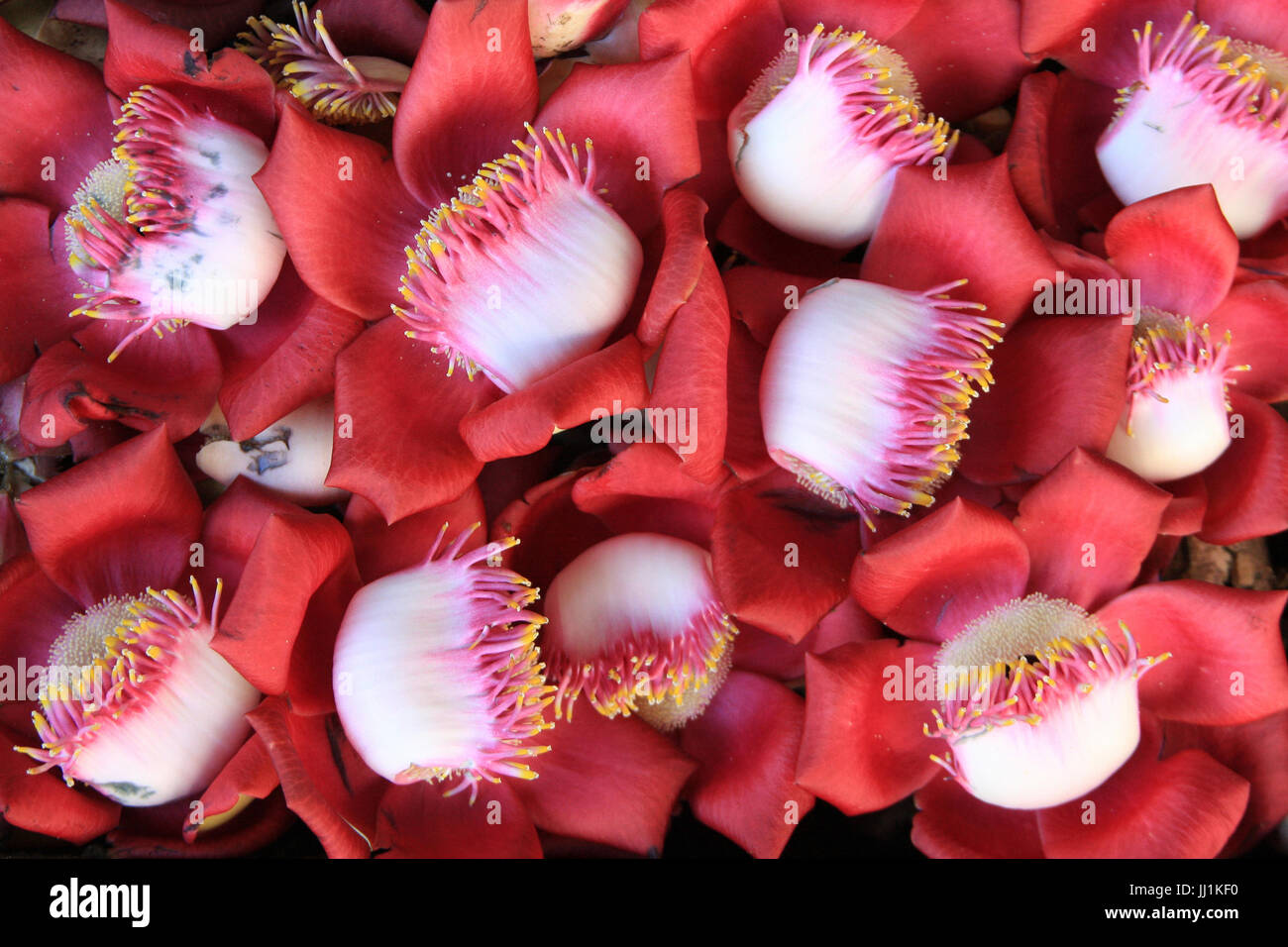 Flowers, Rio de Janeiro, Brazil Stock Photo - Alamy