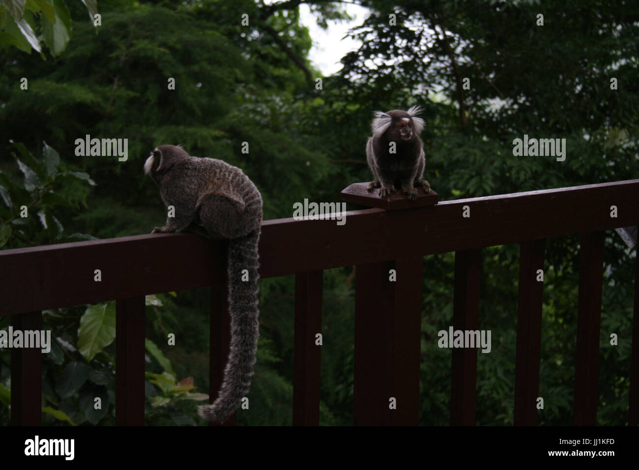 Animals, Monkeys, Rio de Janeiro, Brazil Stock Photo - Alamy