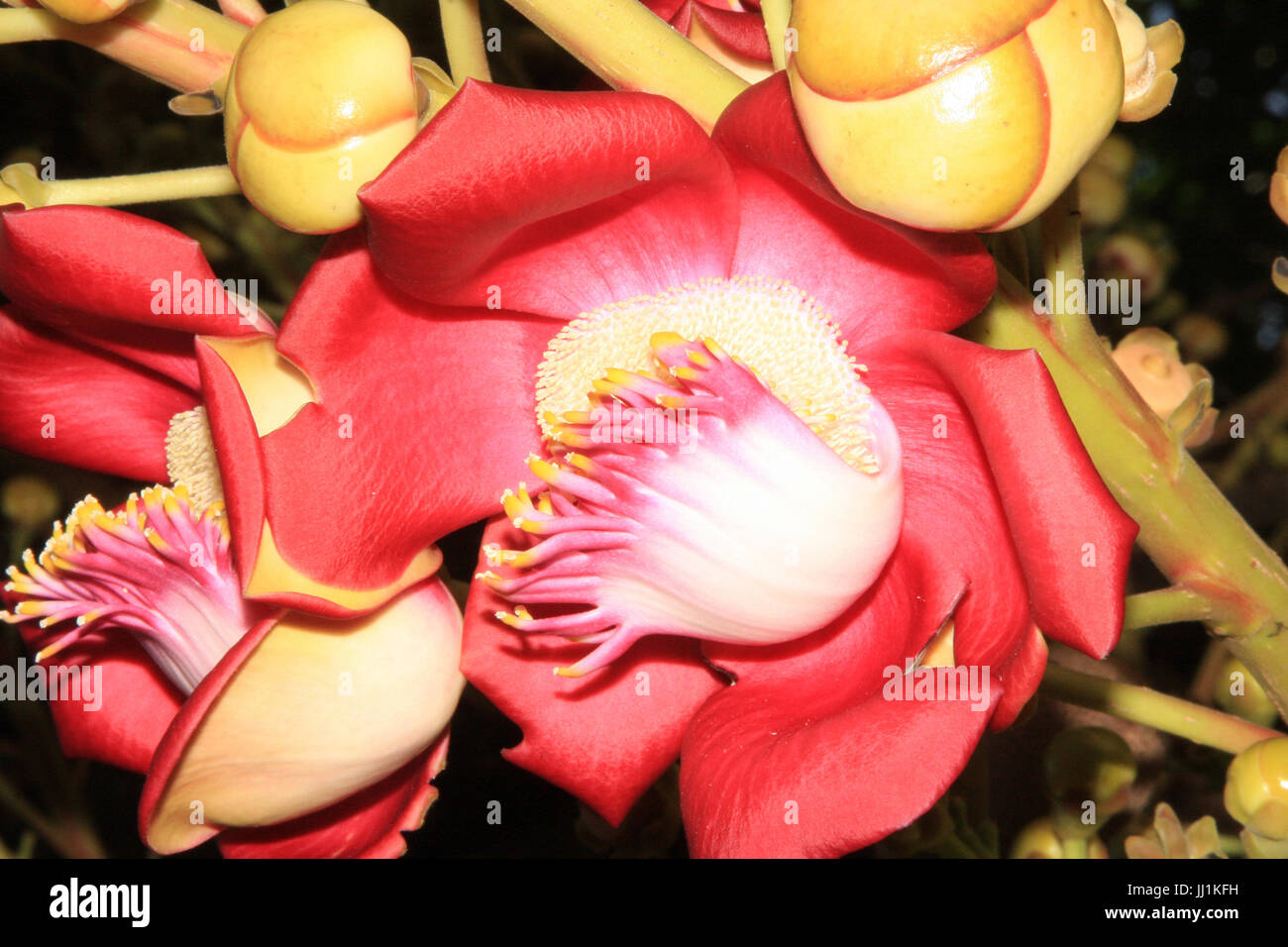 Flowers, Rio de Janeiro, Brazil Stock Photo - Alamy